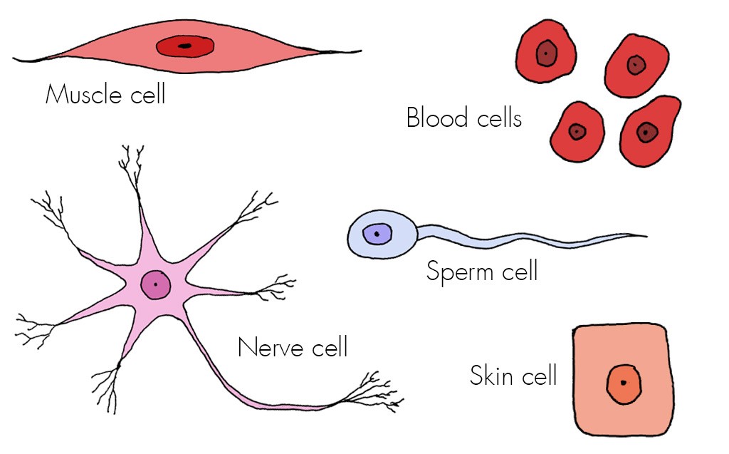 Cells Haleo